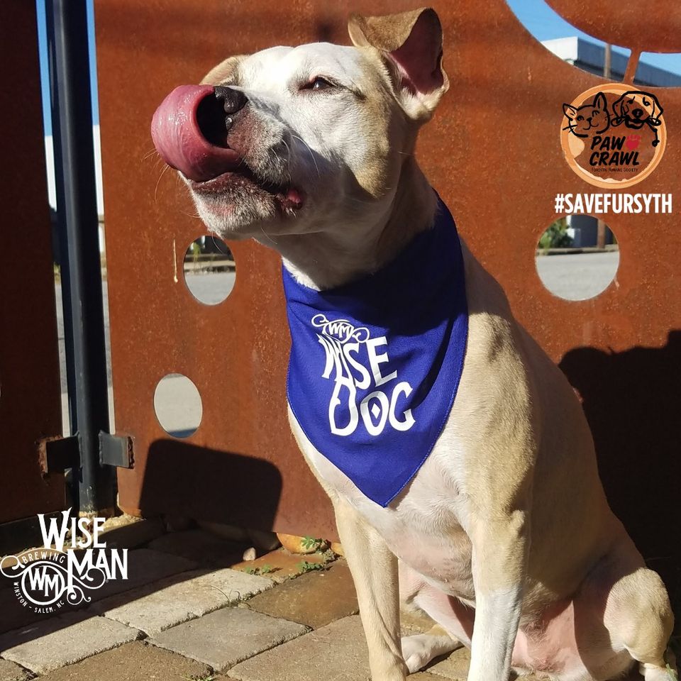 Paw Crawl: Wise Man Brewing - EarlyGroove