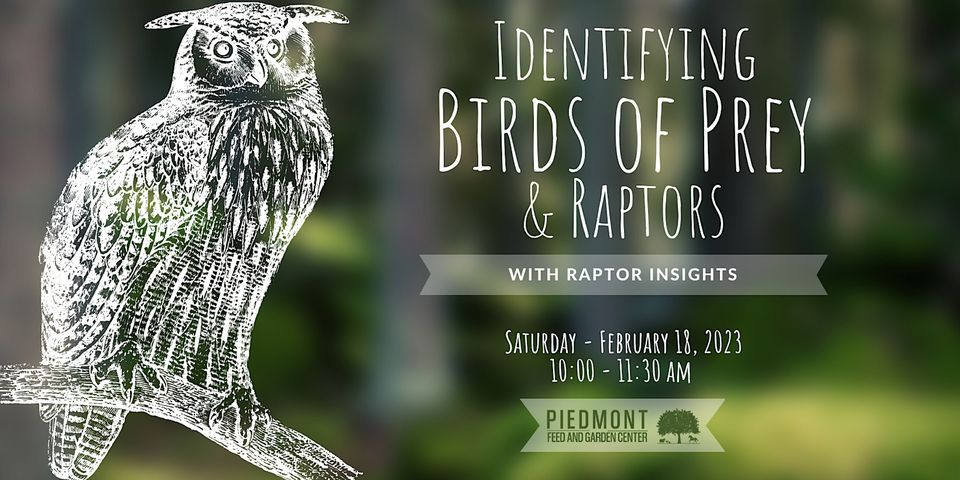 Identifying Birds of Prey & Raptors with Raptor Insights - EarlyGroove